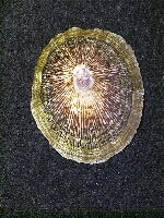 ユキノカサガイ科