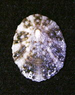 ユキノカサガイ科