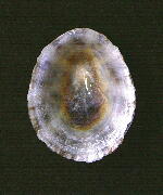 ユキノカサガイ科